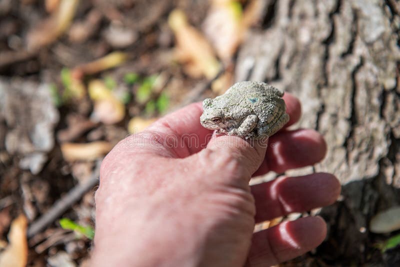 Toad on Thumb stock image. Image of closeup, tree, hand - 143911625
