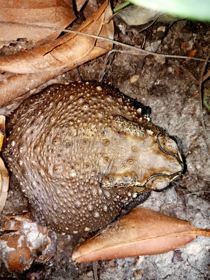 Toad stock image. Image of earth, soil, bufovulgaris - 135264465