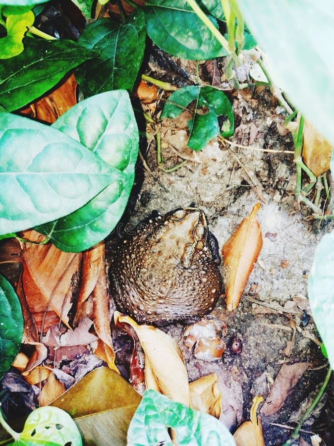 Toad stock image. Image of animal, plant, toad, bufovulgaris - 135264493