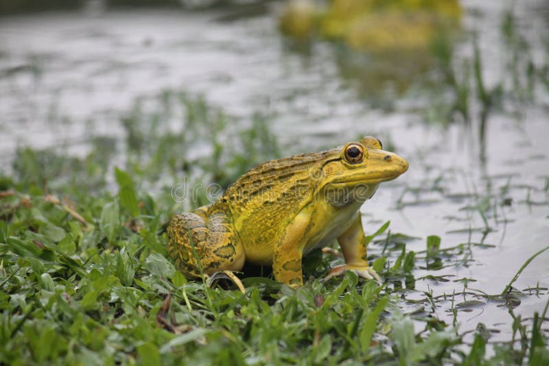 Toad stock image. Image of jasmine, green, clicked, jasmin - 40960017