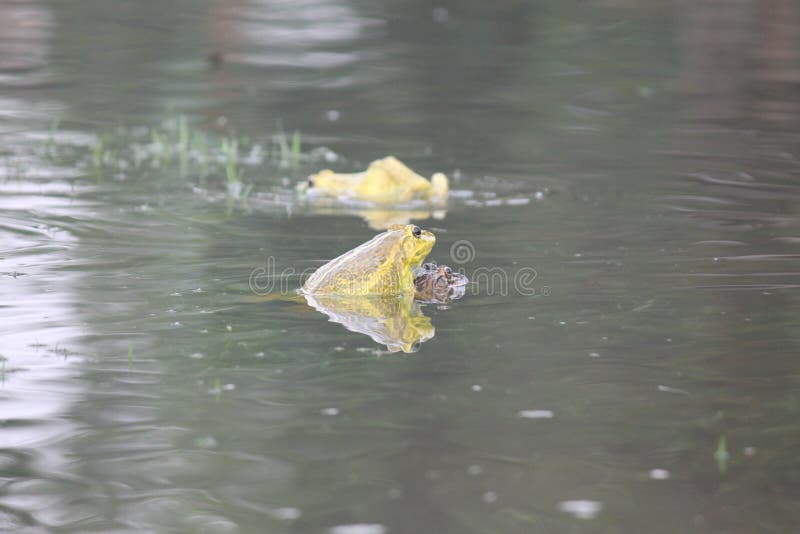 Toad stock photo. Image of jasmine, back, ground, blossomed - 40960024