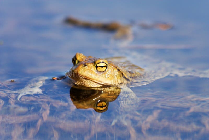 Toad stock image. Image of river, environmental, closeup - 39029117