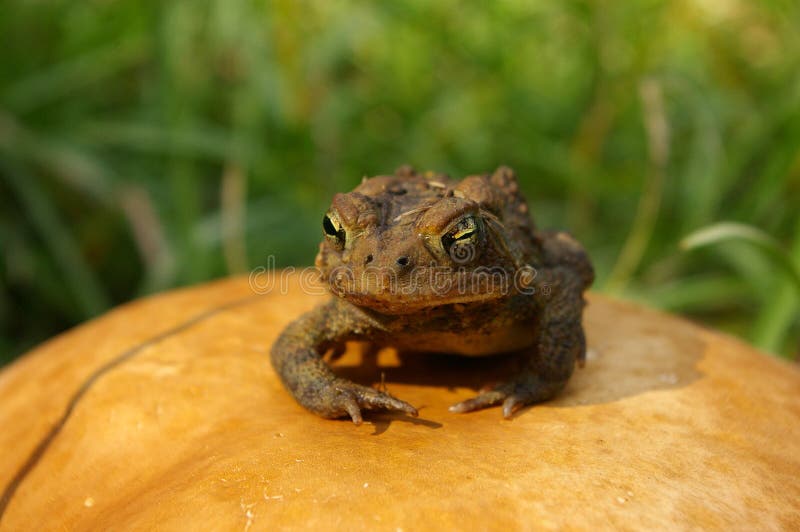 Toad on a toadstool stock photo. Image of poisonous, fungi - 9983404