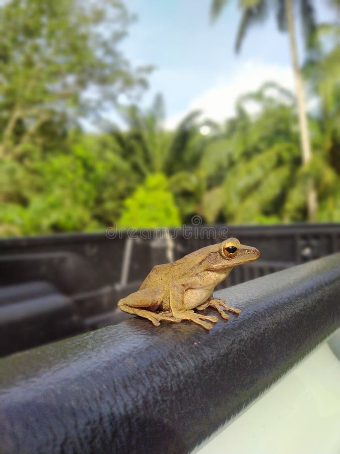 Toad on the Track of Car Take Some Rest Stock Image - Image of track ...