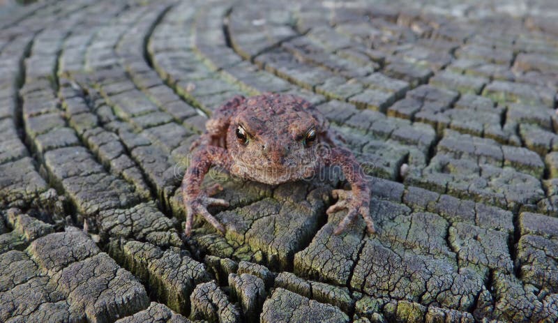 Toad on tree stump stock photo. Image of common, natural - 256466698