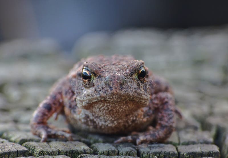 Toad on tree stump stock photo. Image of croak, fauna - 256466708