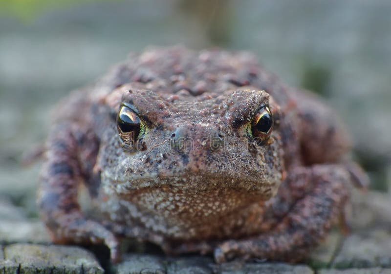 Toad on tree stump stock photo. Image of detailed, landscape - 256466718