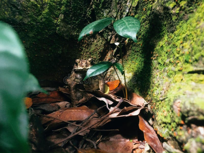 Vietnamese stock photo. Image of hongduong, toad, hogmf - 117107966