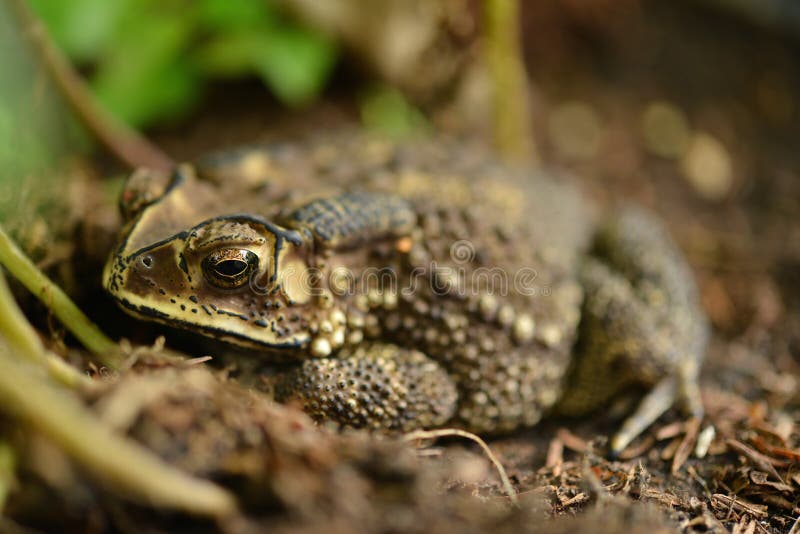 Toad stock photo. Image of warty, thailand, brown, animals - 41550568