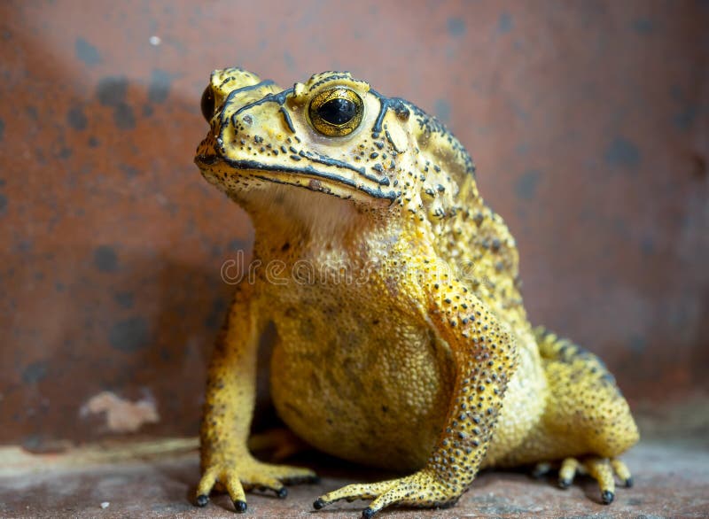 1,937 Toad Ugly Photos - Free & Royalty-Free Stock Photos from Dreamstime