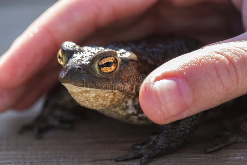 A Toad Under a Child S Hand Stock Photo - Image of background, hand ...