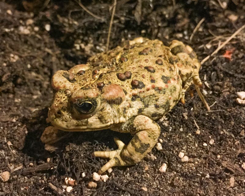 Toad under the moonlight stock photo. Image of wart, full - 80126320