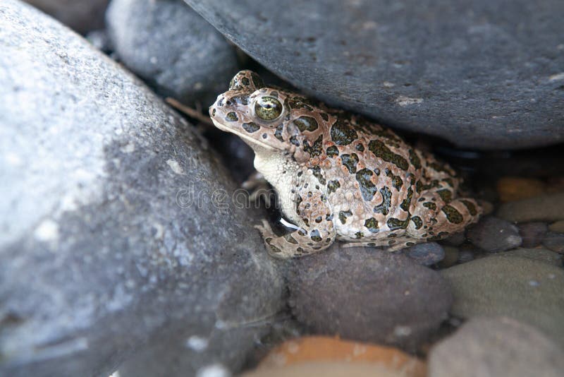 Toad under the stone stock image. Image of nature, close - 217302393