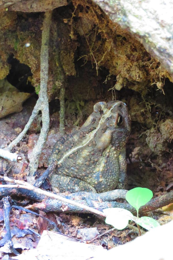 Toad under tree roots stock photo. Image of forest, gray - 192040122
