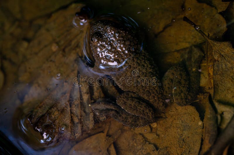 Toad Underwater with Rippling Reflections Stock Image - Image of ...