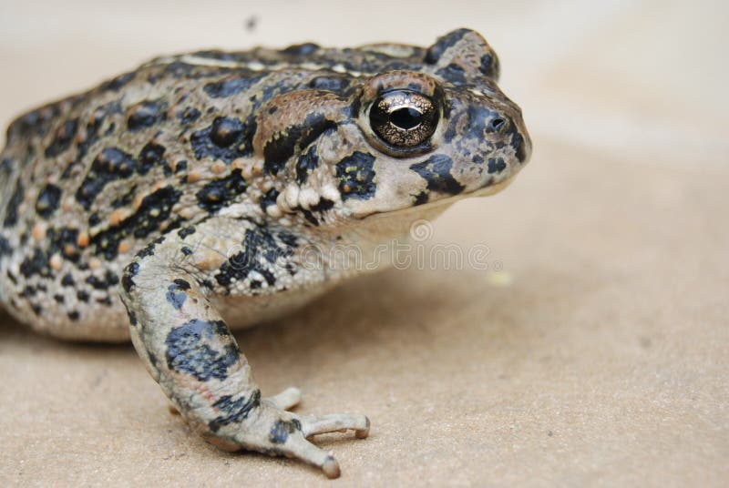 Toad up close stock image. Image of side, white, looking - 2466725