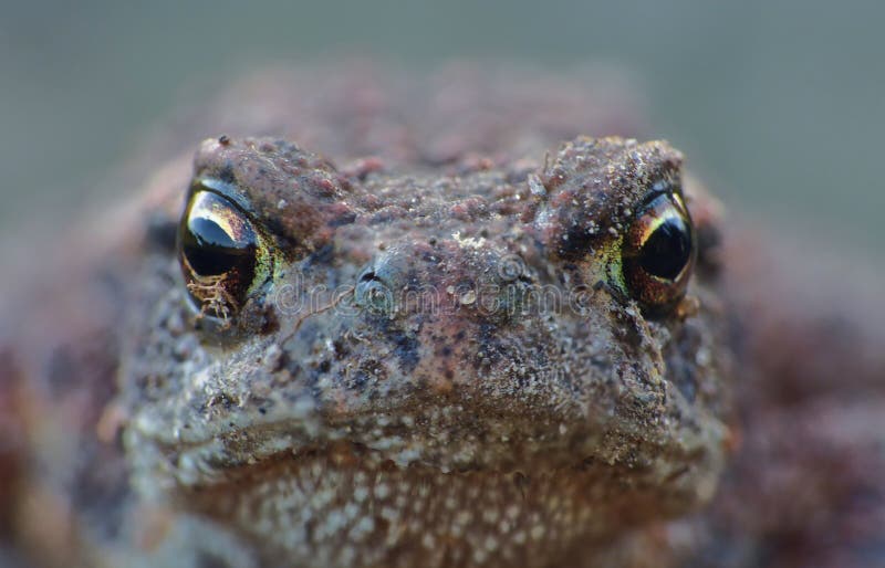 Toad up close stock photo. Image of frog, animalia, life - 271457936