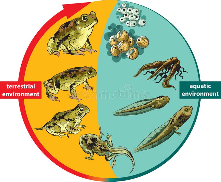 Toad stock vector. Illustration of nature, drawing, animals - 36672284