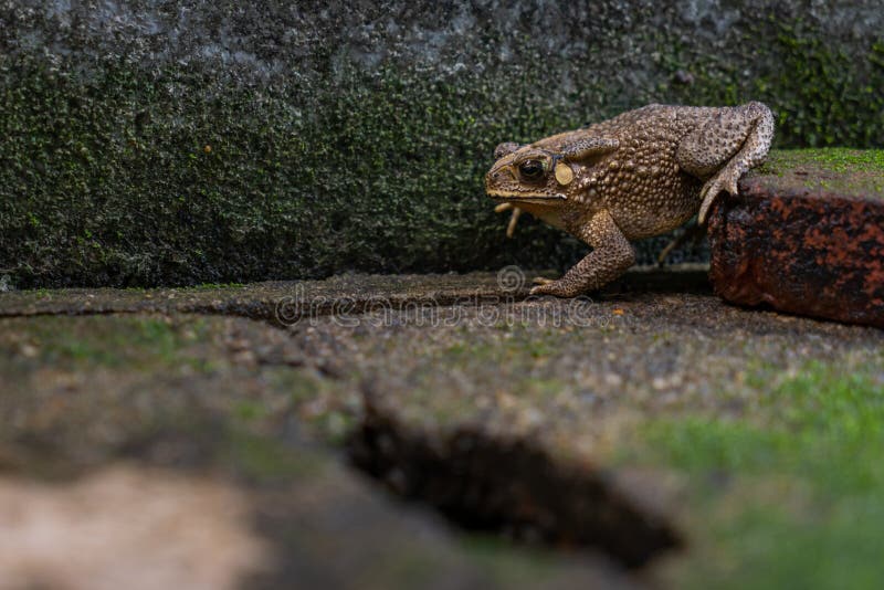 The toad stock photo. Image of toad, fence, ground, close - 134008774