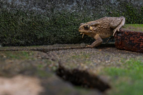 The toad stock photo. Image of toad, fence, ground, close - 134008774