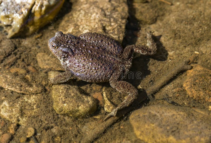 Toad in the water. stock image. Image of helps, protect - 163625361