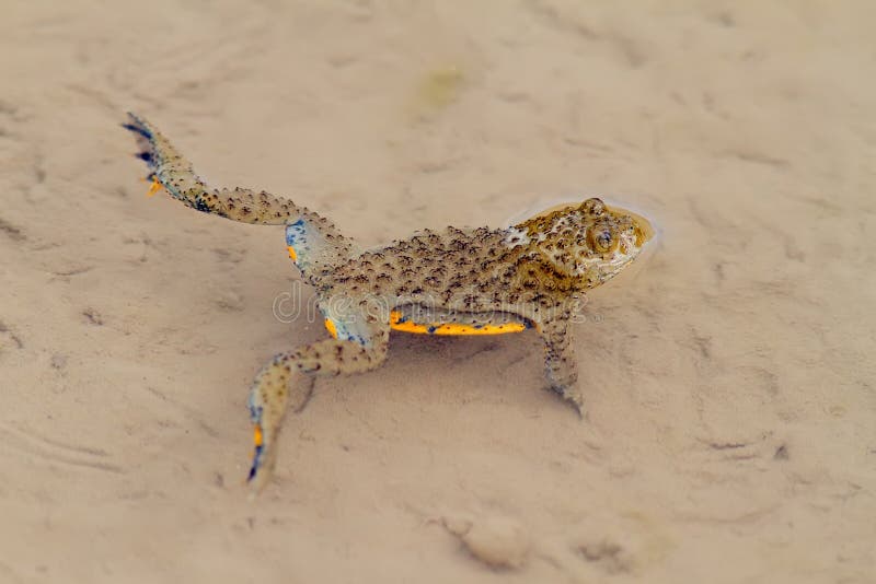 Toad in the Water stock photo. Image of frogs, animal - 25848646