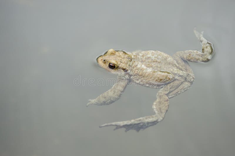 Toad in water stock photo. Image of closeup, swim, amphibian - 38302622
