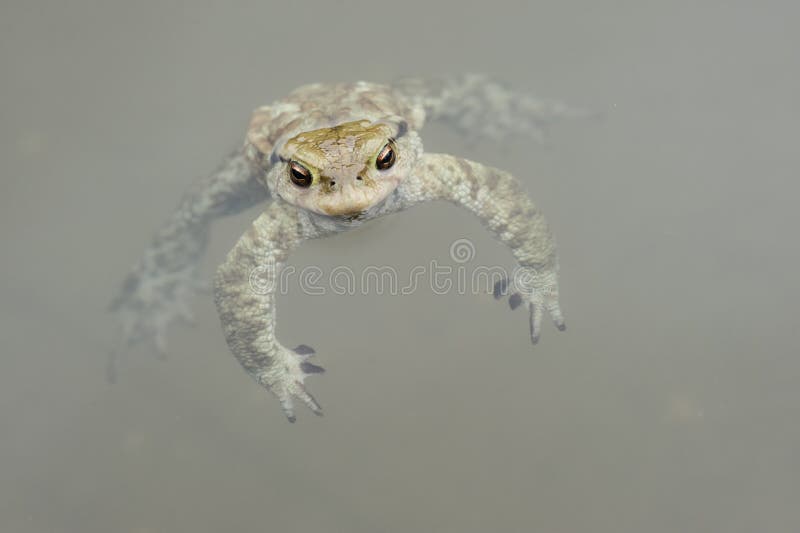 Toad in water stock image. Image of bufo, closeup, swim - 38302649