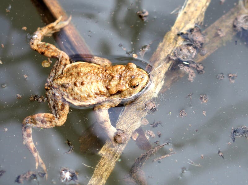 Toad stock image. Image of warts, toad, meadow, bufo - 15069527