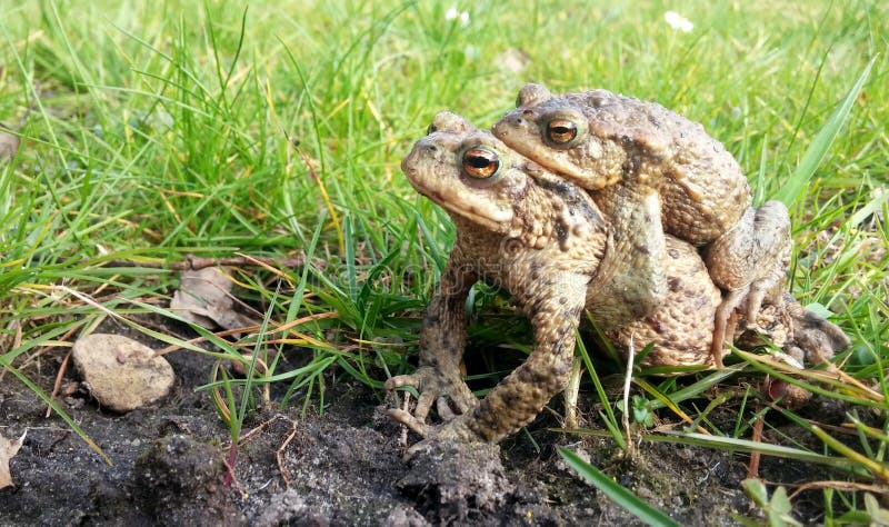Toad stock image. Image of warts, toad, meadow, bufo - 15069527