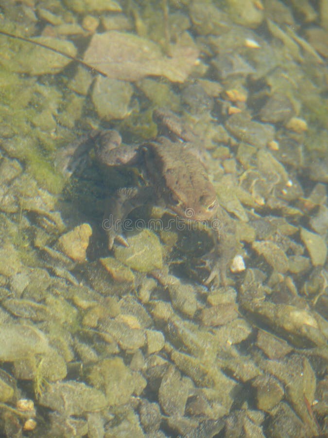 Toad in the water stock photo. Image of frog, amphibian - 149699174