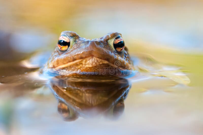 Toad in water stock image. Image of pest, animal, mate - 57151247