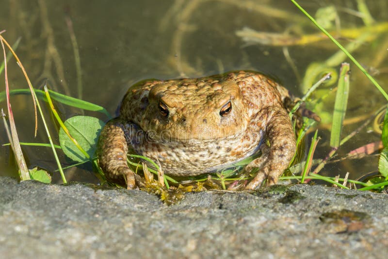 Big fat toad stock image. Image of animal, white, shot - 25798905