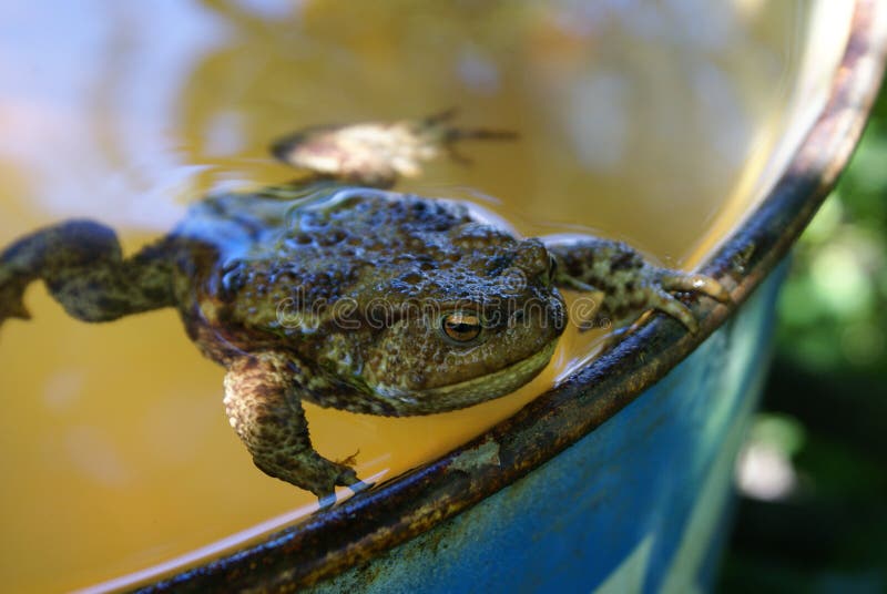 Toad in water stock image. Image of mate, floating, closeup - 205800489