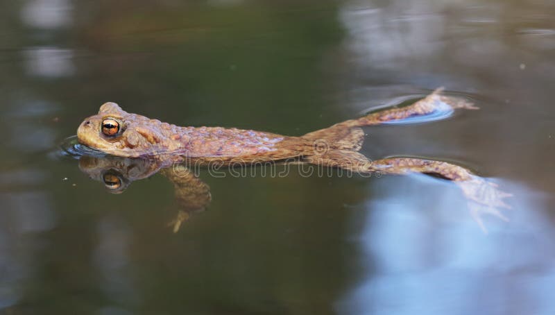 Toad in the water - frog stock photo. Image of closeup - 153256856