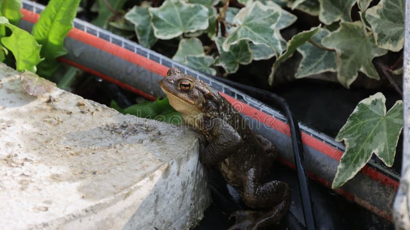 Toad in the Water of a Garden Pond Stock Video - Video of river, pond ...