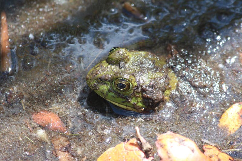 Toad and water stock photo. Image of pouncing, bored - 53699614