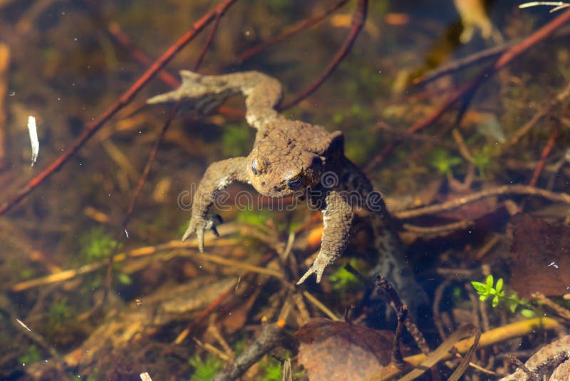 Toad in the water - frog stock photo. Image of common - 143572428