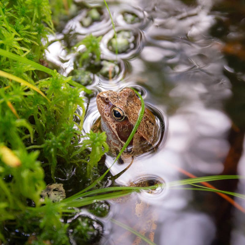 Toad in water stock photo. Image of brown, amphibians - 160165618
