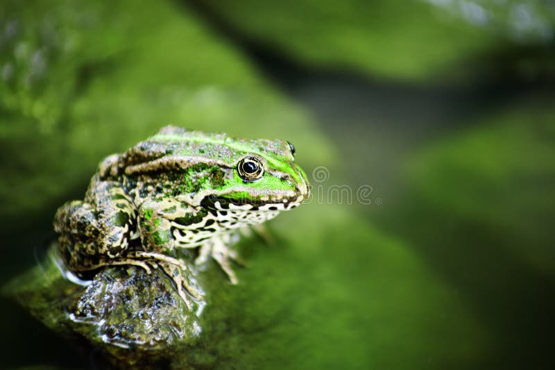 Toad on the wet stone stock photo. Image of ambush, toad - 15537016