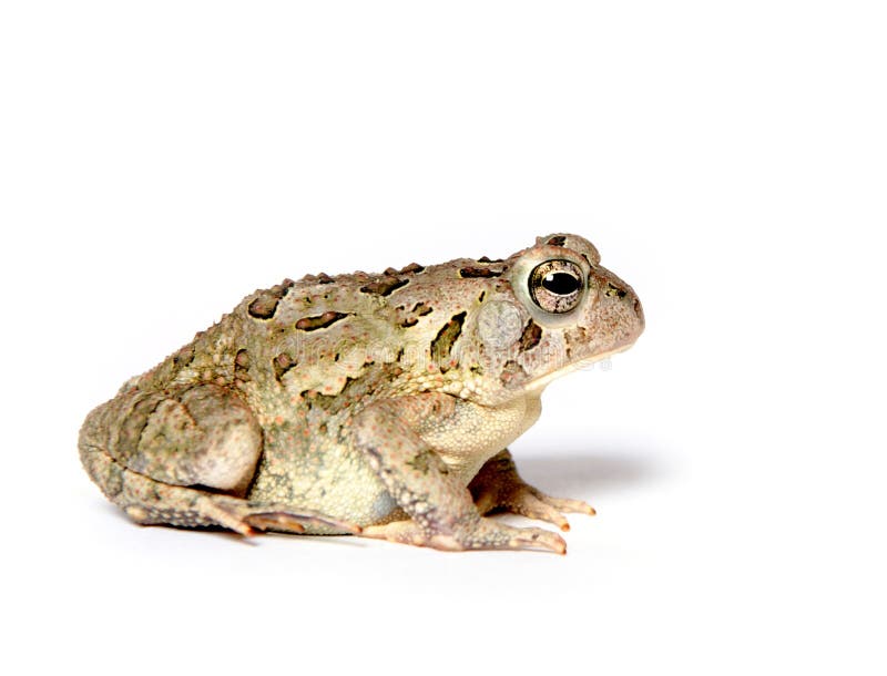 Toad White Background