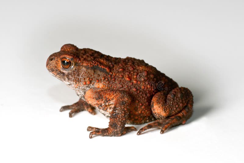Toad on white background stock photo. Image of brown - 16050830