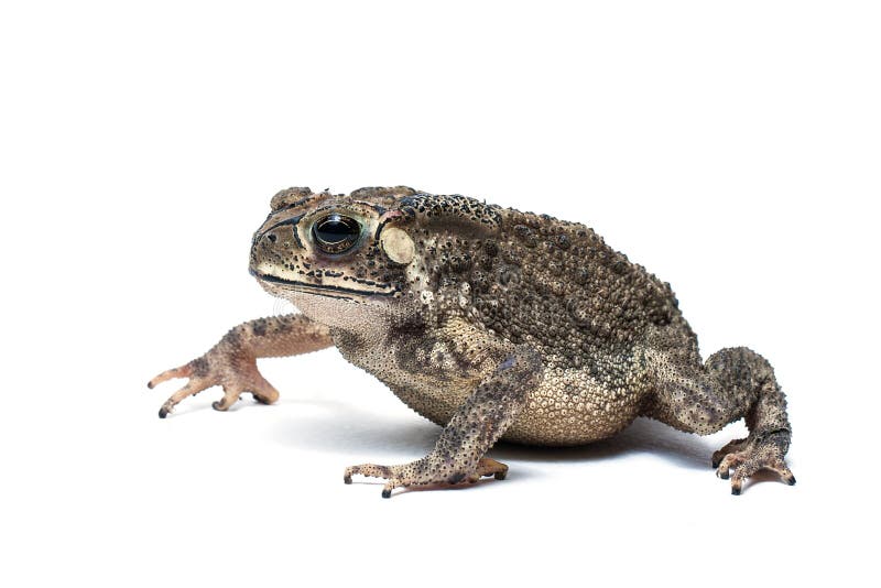 Toad stock image. Image of closeup, slick, frog, macro - 32279641