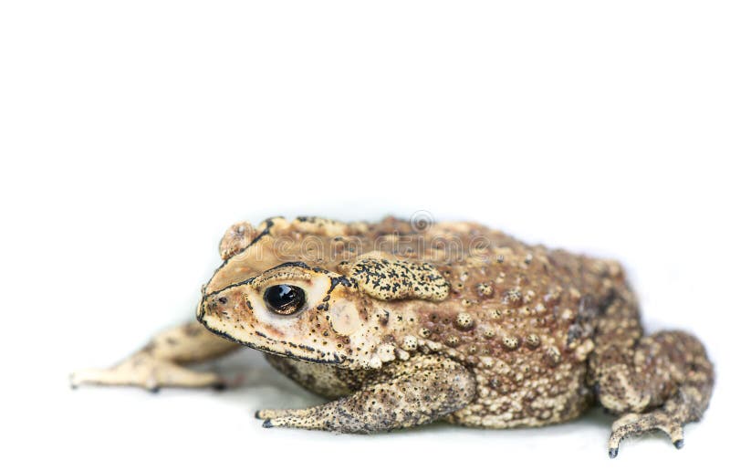 Toad on white background stock image. Image of brown - 34132939