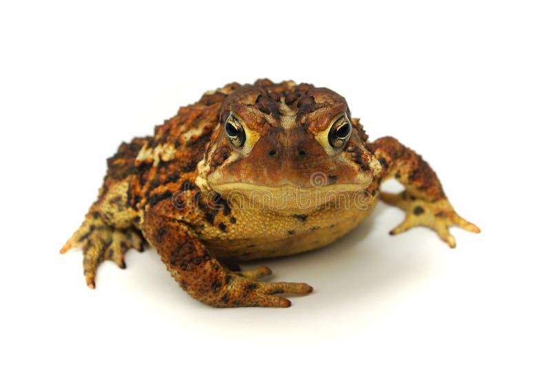 Frog Portrait in Studio, White Background Stock Image - Image of ...