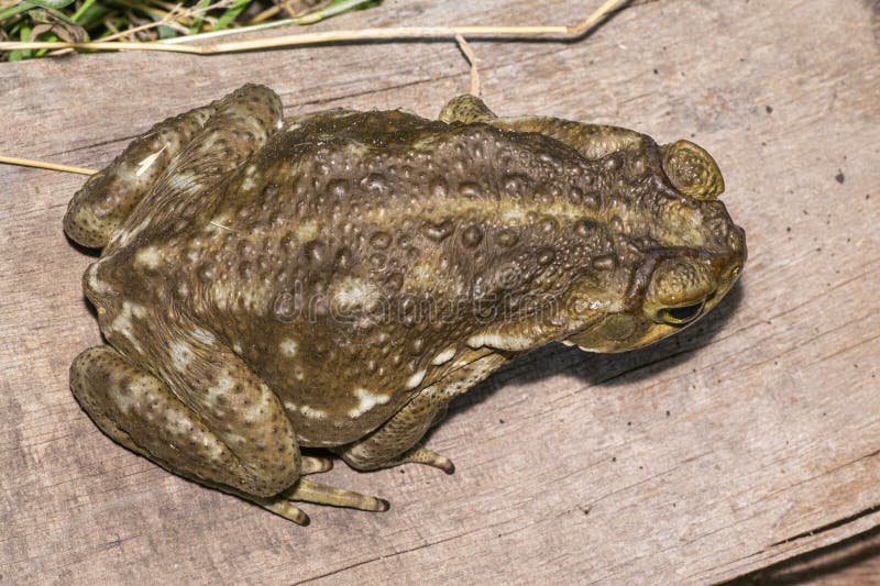 Toad on a Wood , in the Yard Stock Image - Image of nature, scare ...