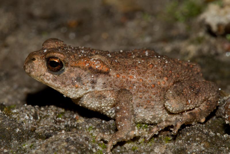 Toad stock photo. Image of wildlife, toad, wart, warty - 58669870