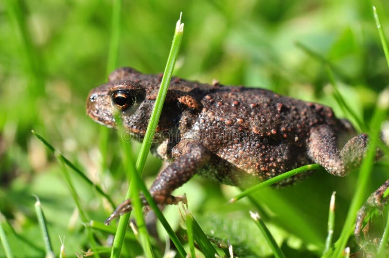 Toad stock image. Image of green, landscape, bufo, grassland - 46264883