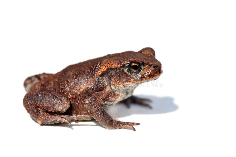 Toad stock image. Image of europe, blood, fauna, real - 46264663