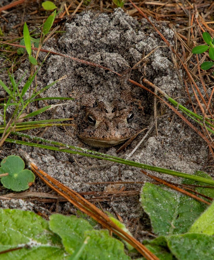"Toadally Hidden" Toad Hidden in Sand Stock Image - Image of flower ...